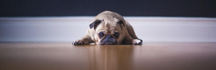 Inscale’s Guide to Dog Weighing | Inscale Scales - Inscale Scales